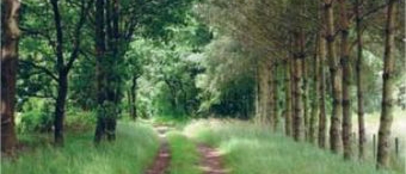 Door het Kattenbos en langs de Molse Nete in Lommel | Pasar