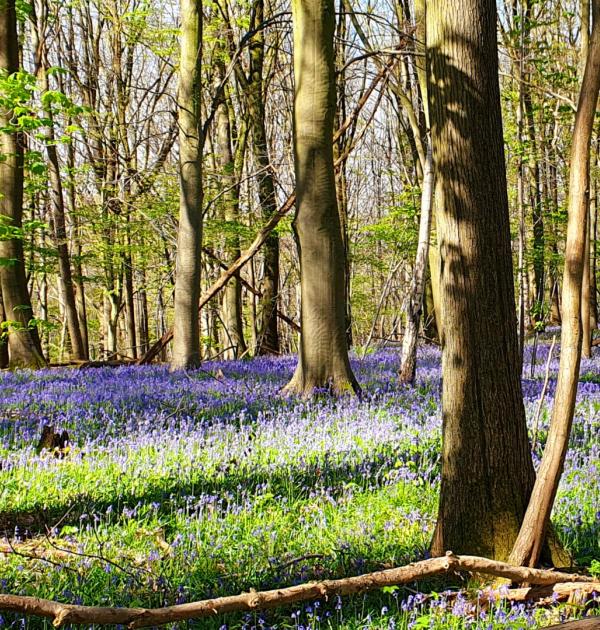 Pasar Opwijk | Pasar