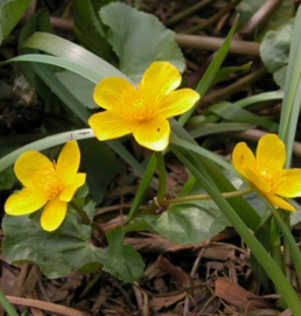 Pasar Opwijk | Pasar